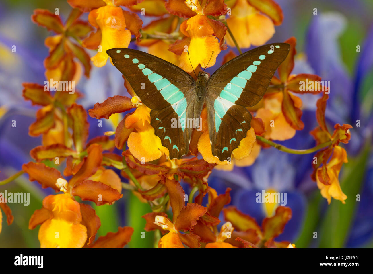 Blue triangle butterfly hi-res stock photography and images - Alamy