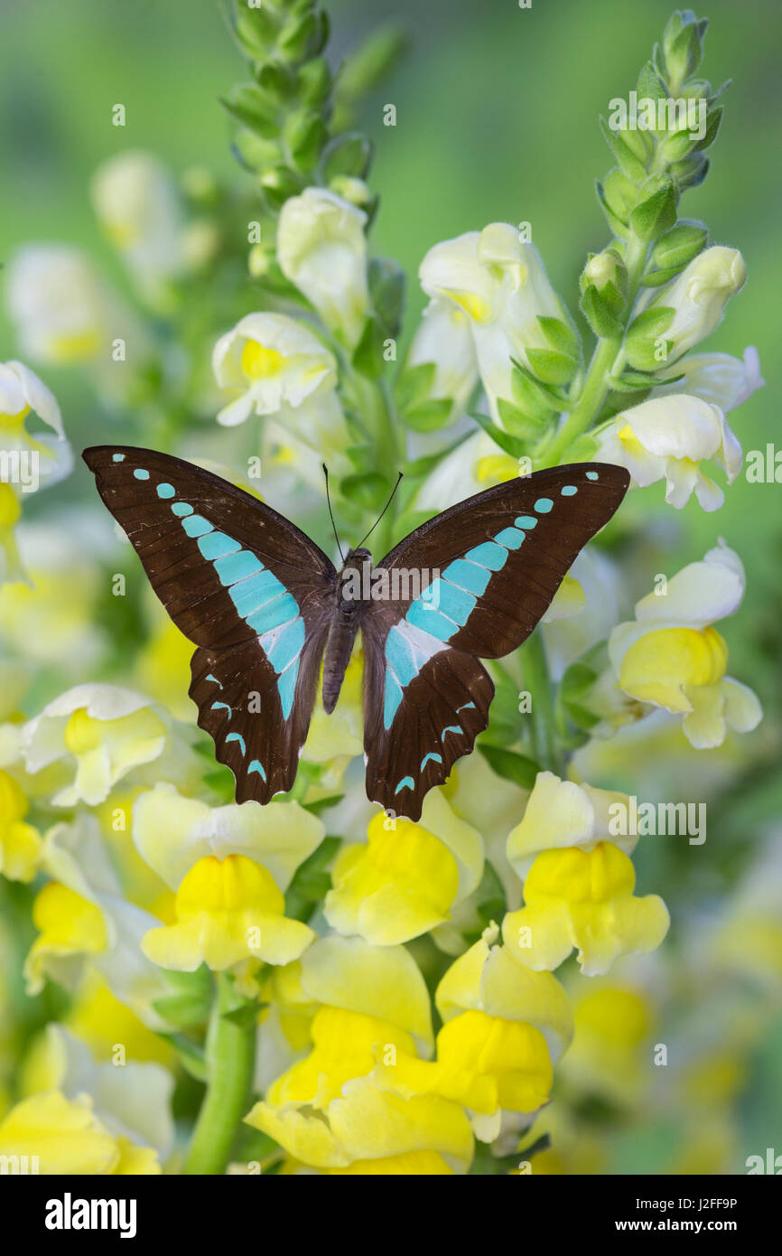 Blue Triangle Butterfly, Graphium sarpedon Stock Photo - Alamy