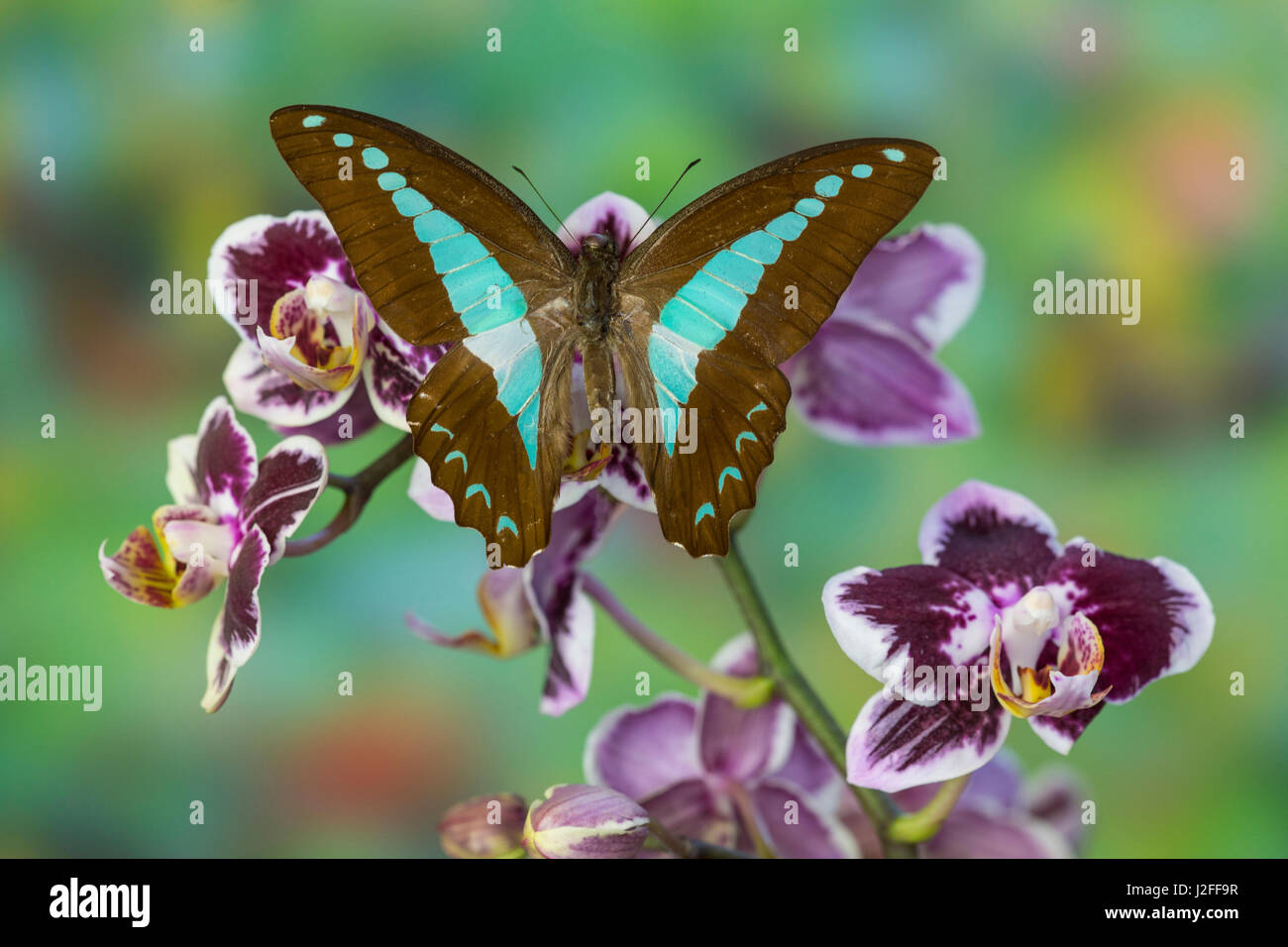 Blue triangle butterfly hi-res stock photography and images - Alamy