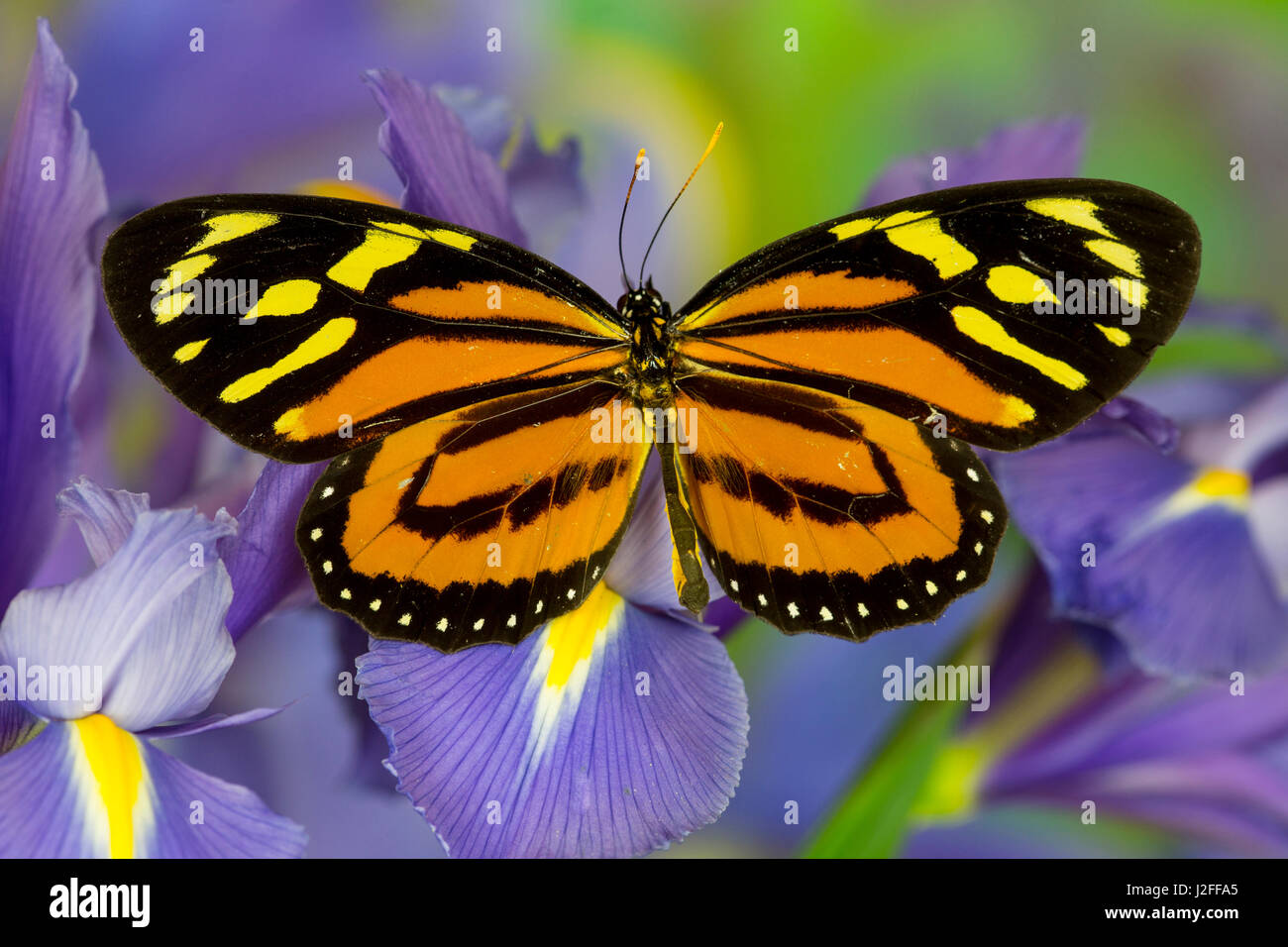 Tropical Milkweed Butterfly, of Central and South America, Lycorea hail ...
