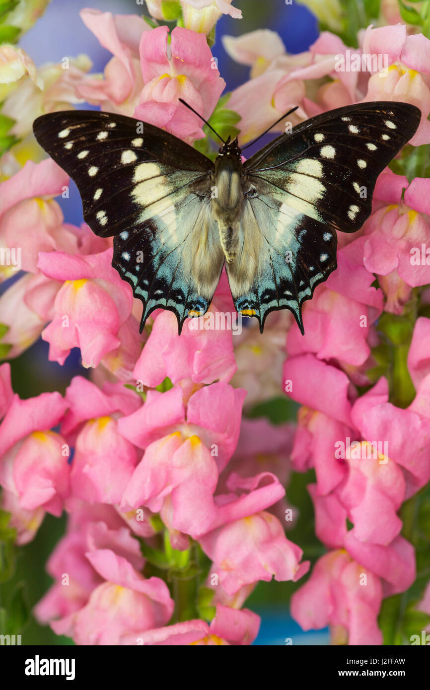 Leafwing Butterfly, Polyura cognatus subfamily of the Charaxinae Stock ...