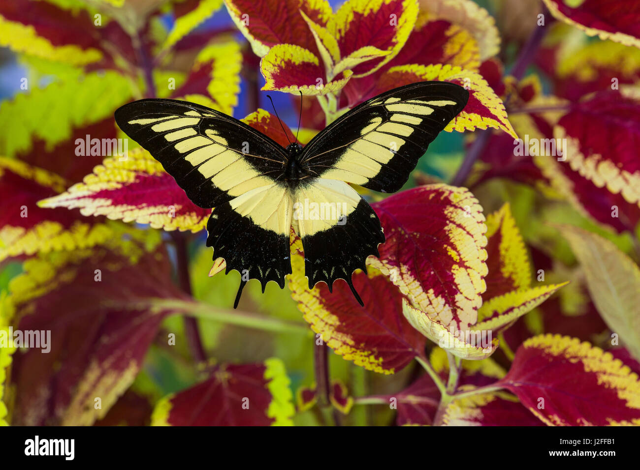 Androgeus Swallowtail, Queen Page or Queen Swallowtail Butterfly ...