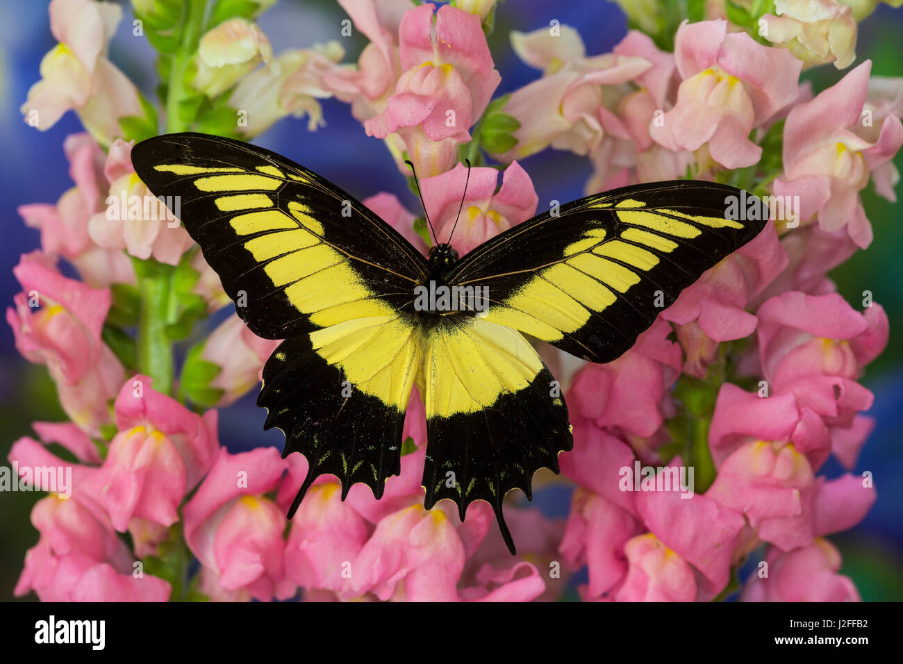 Androgeus Swallowtail, Queen Page or Queen Swallowtail Butterfly ...