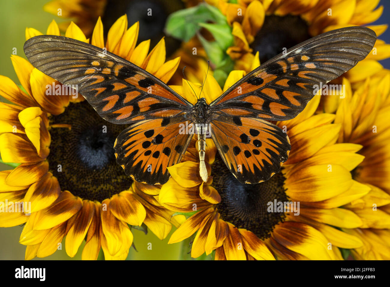 The giant african swallowtail butterfly hi-res stock photography and ...