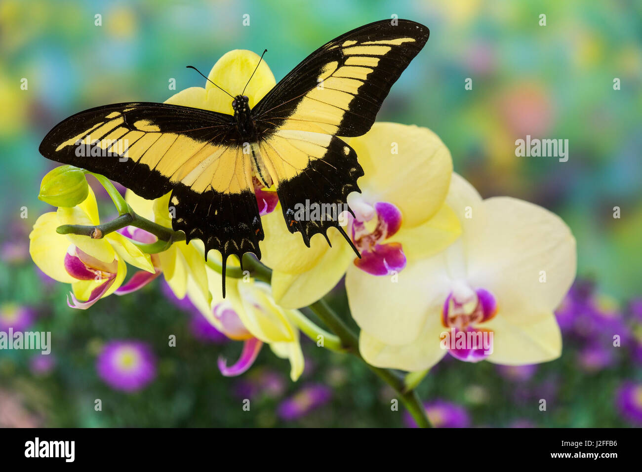 Androgeus Swallowtail, Queen Page or Queen Swallowtail Butterfly ...