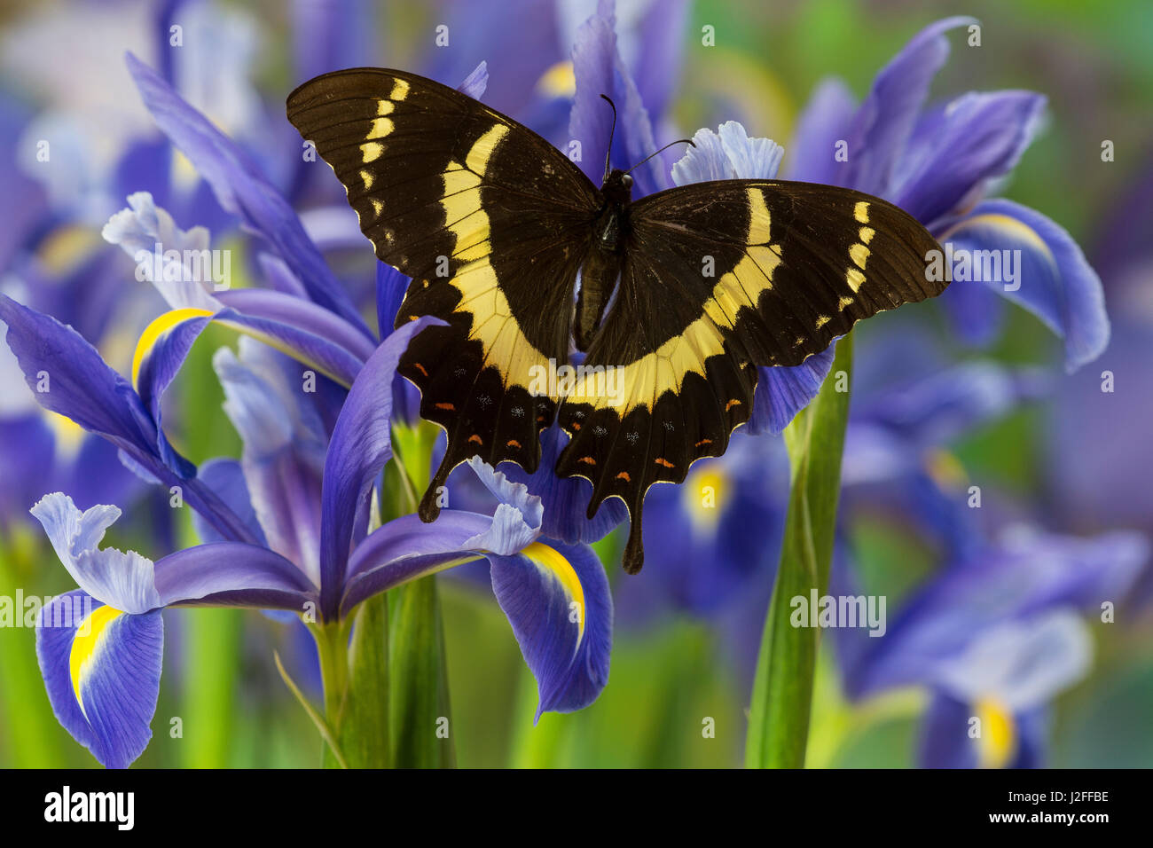Magnificent Swallowtail Butterfly, Papilio garamas female from Central ...