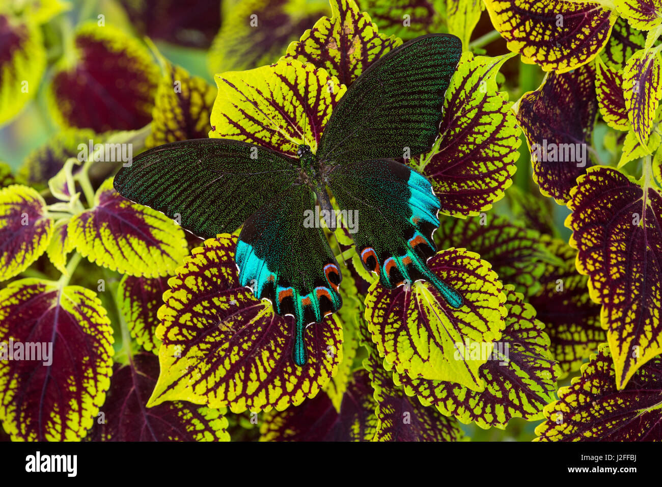 Luzon Peacock Swallowtail Butterfly from Philippines, Papilio hermeli ...