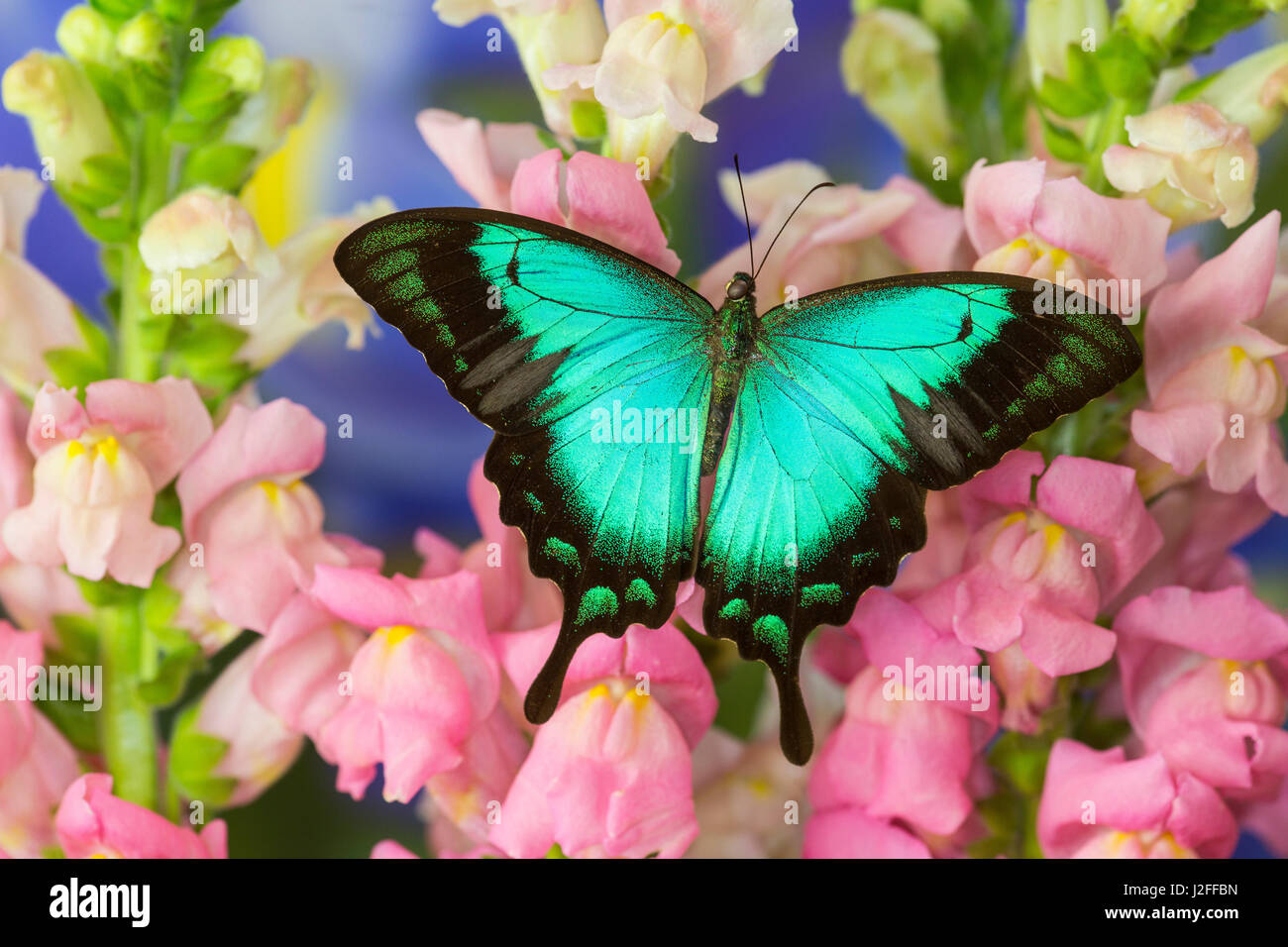 Sea Green Swallowtail Butterfly, Papilio Stock Photo - Alamy