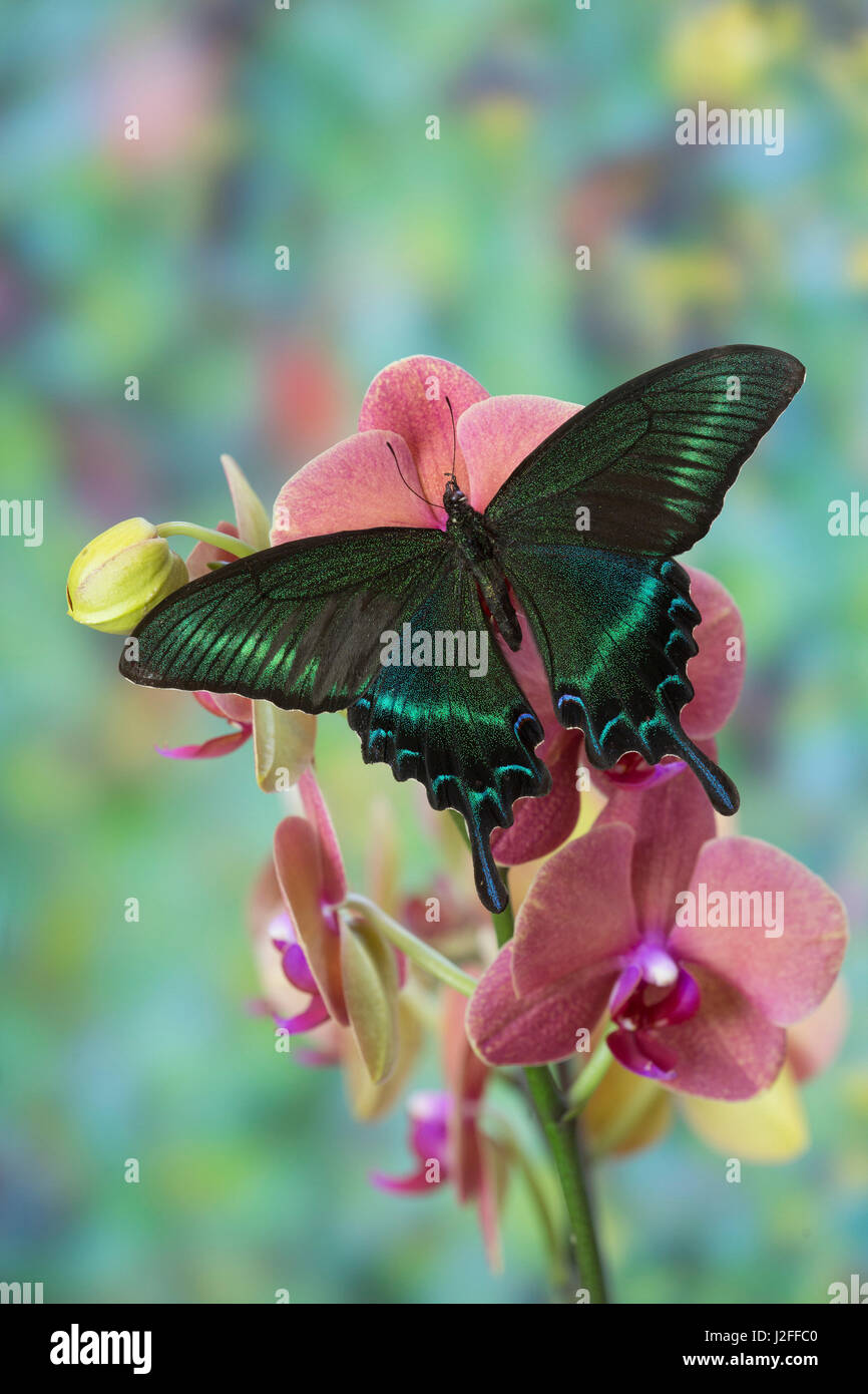 Alpine Black Swallowtail Butterfly, Papilio maackii Stock Photo - Alamy