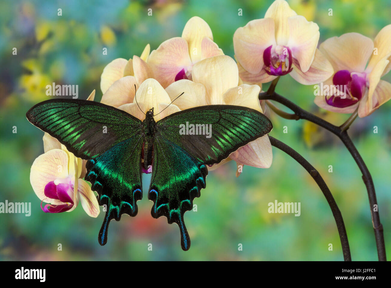 Alpine Black Swallowtail Butterfly, Papilio maackii Stock Photo - Alamy