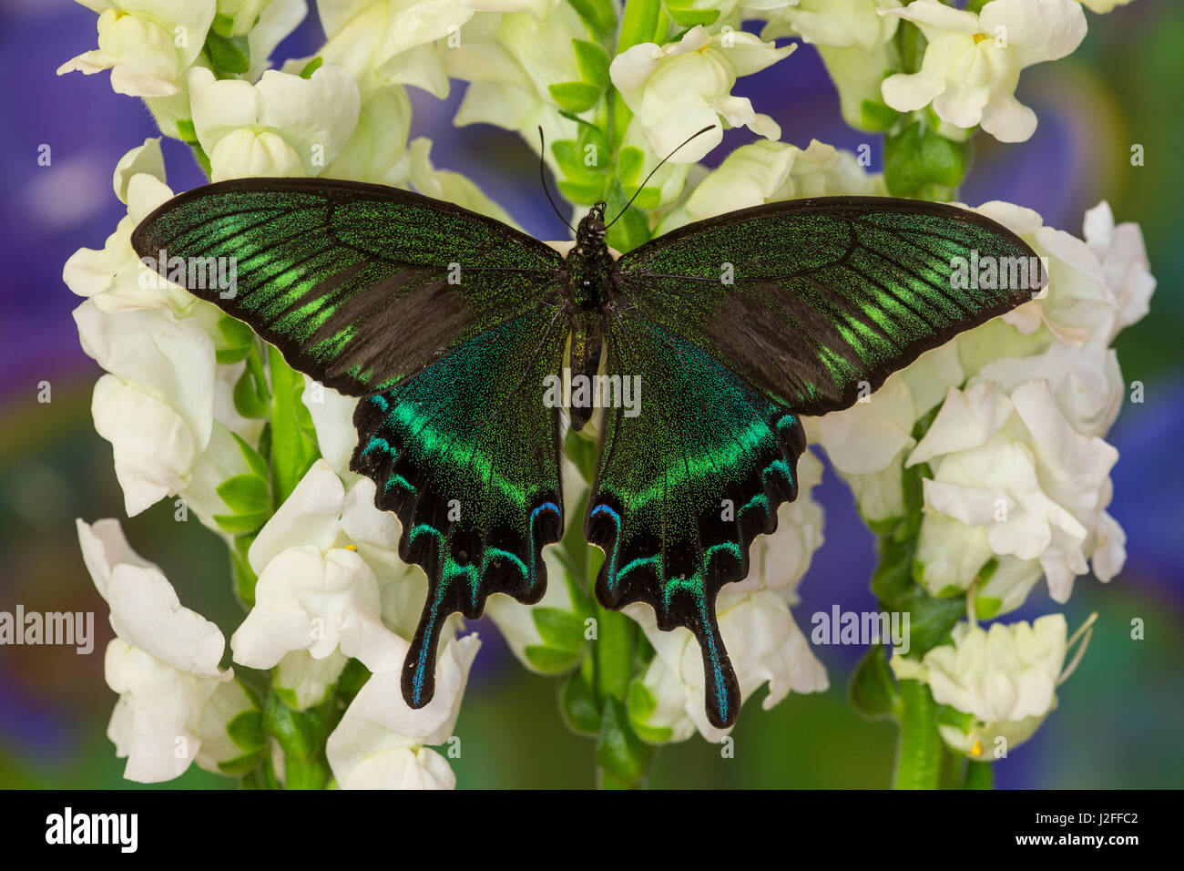 Alpine Black Swallowtail Butterfly, Papilio maackii Stock Photo - Alamy