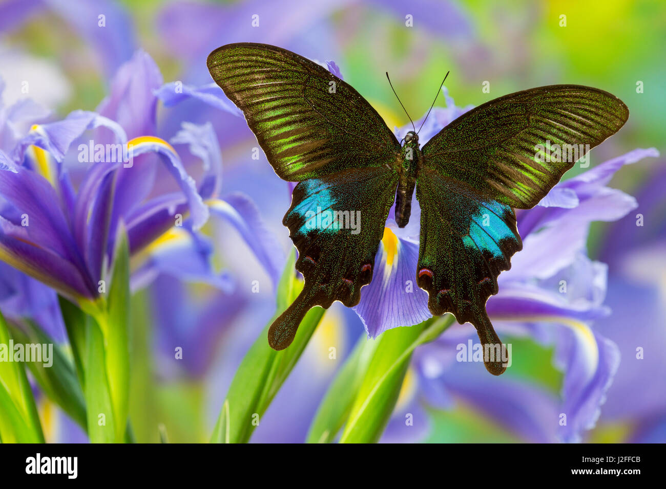 Common Peacock Swallowtail Butterfly, Papilio Polyctor Stock Photo - Alamy