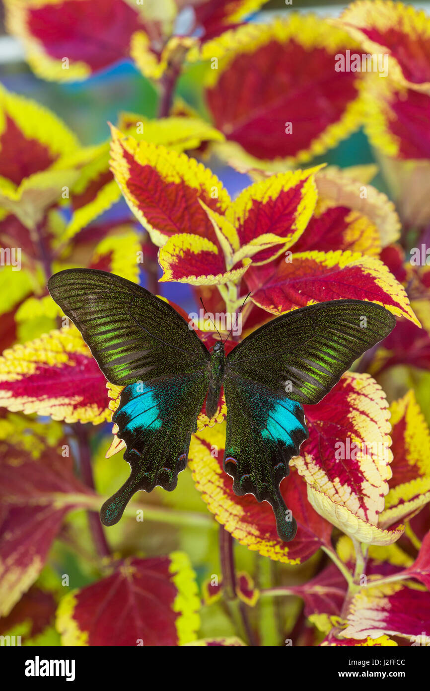 Common Peacock Swallowtail Butterfly, Papilio Polyctor Stock Photo - Alamy
