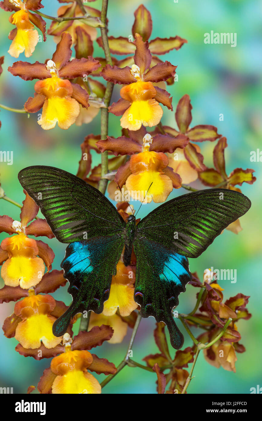 Common Peacock Swallowtail Butterfly, Papilio Polyctor Stock Photo - Alamy