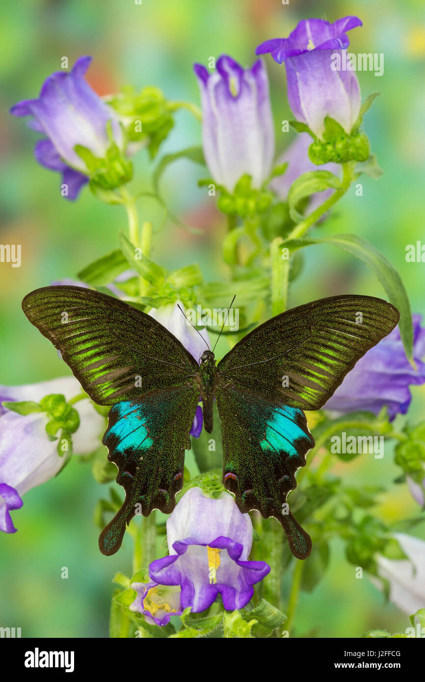 Common Peacock Swallowtail Butterfly, Papilio Polyctor Stock Photo - Alamy
