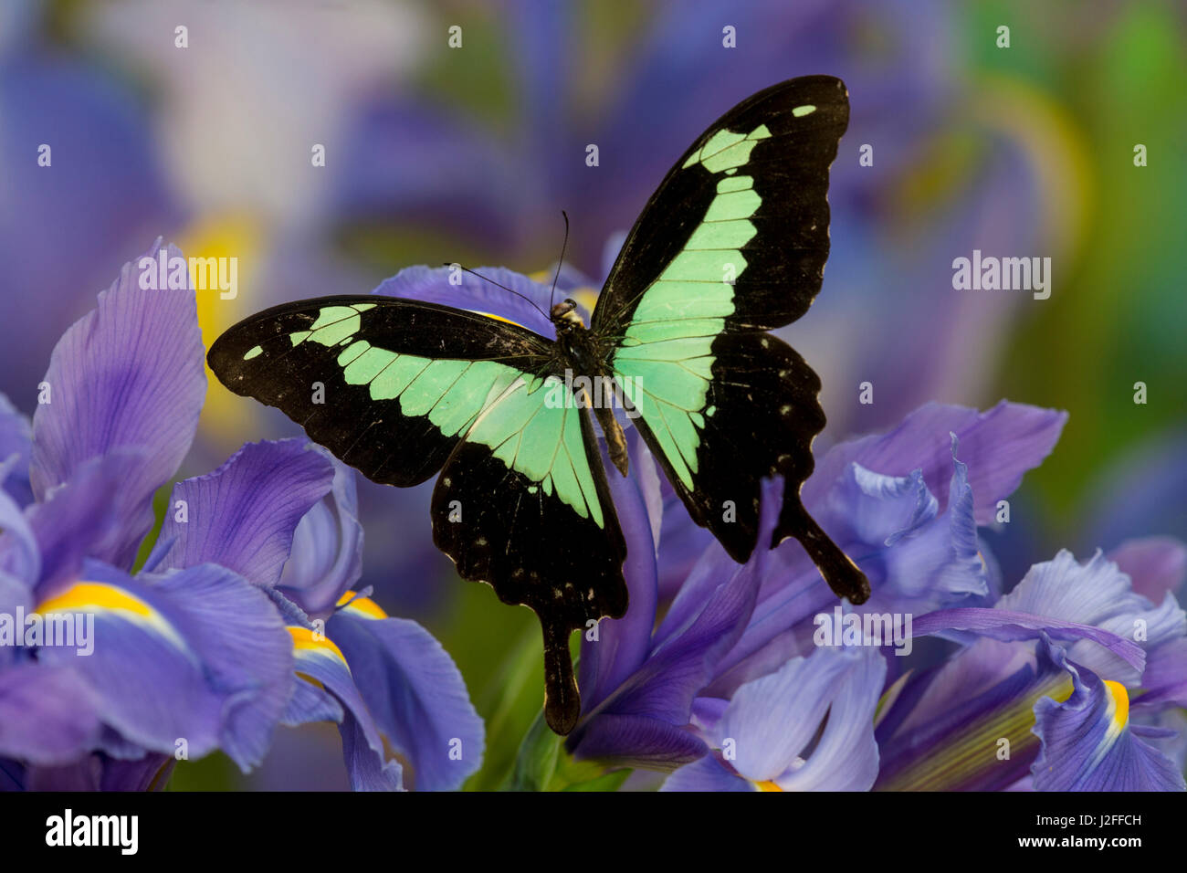 Papilio phorcas hi-res stock photography and images - Alamy