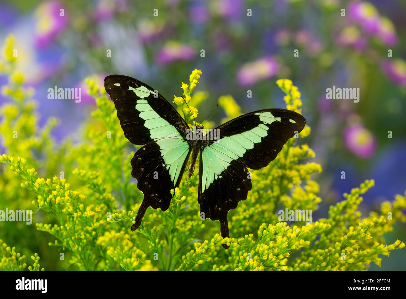 Papilio phorcas hi-res stock photography and images - Alamy