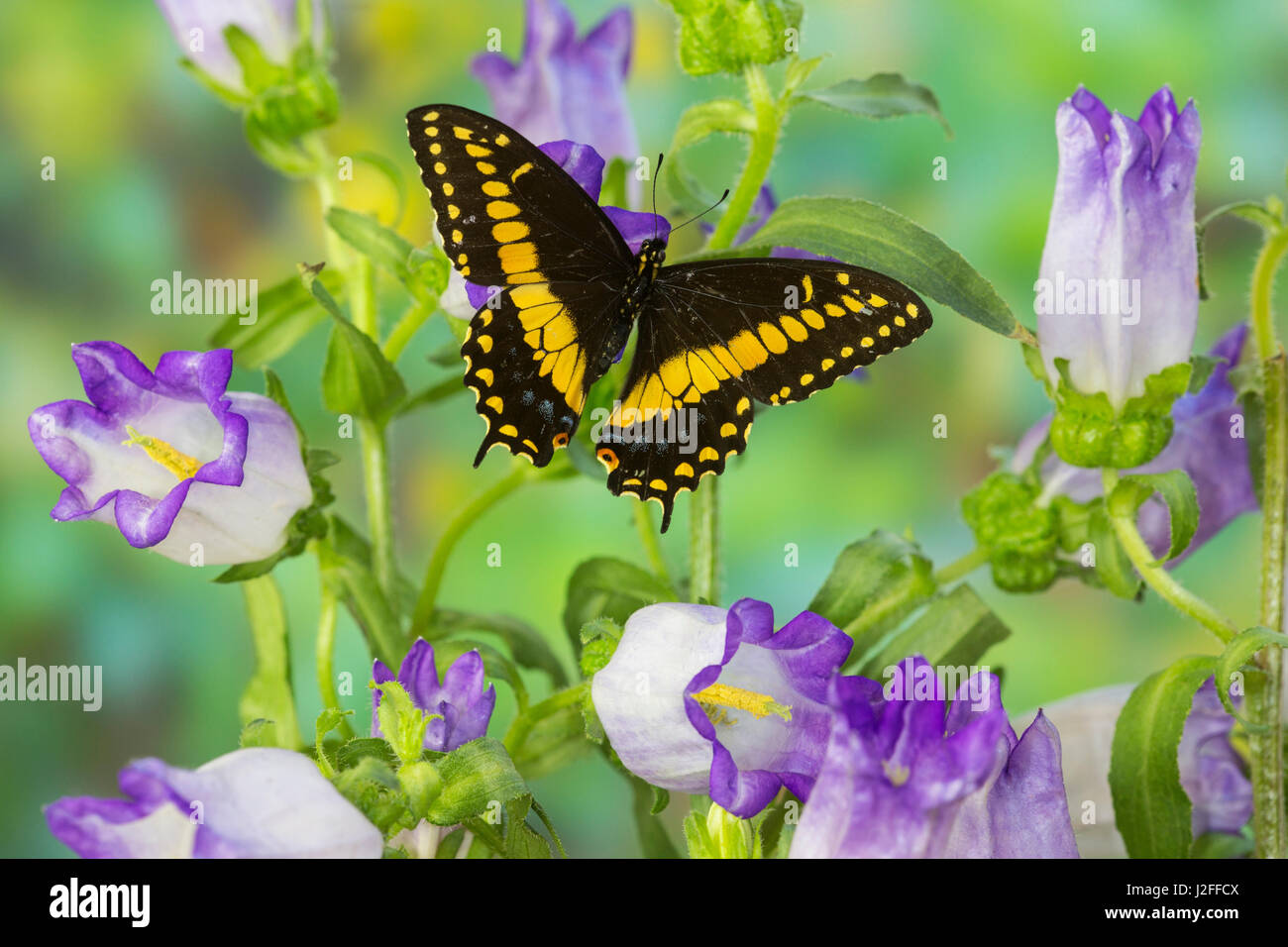 Black swallowtail male from costa rica hi-res stock photography and ...