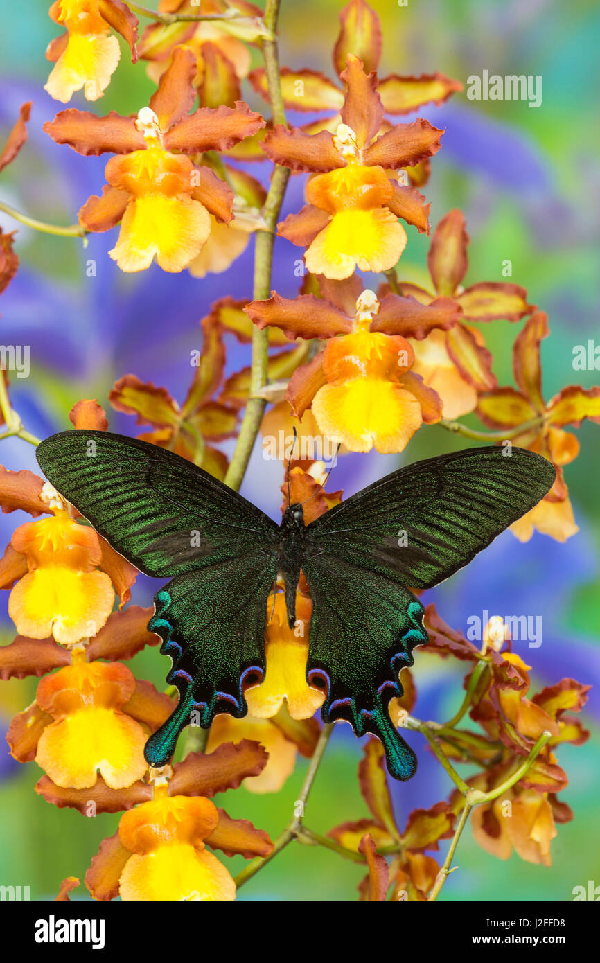 Asian Swallowtail Butterfly, Papilio syfanius Stock Photo - Alamy
