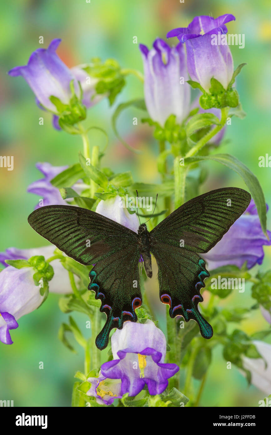 Asian Swallowtail Butterfly, Papilio syfanius Stock Photo - Alamy