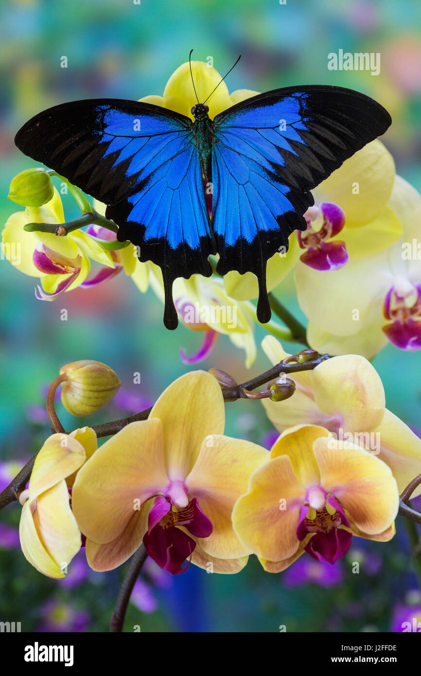 Mountain Blue Swallowtail of Australia, Papilio Ulysses Stock Photo - Alamy
