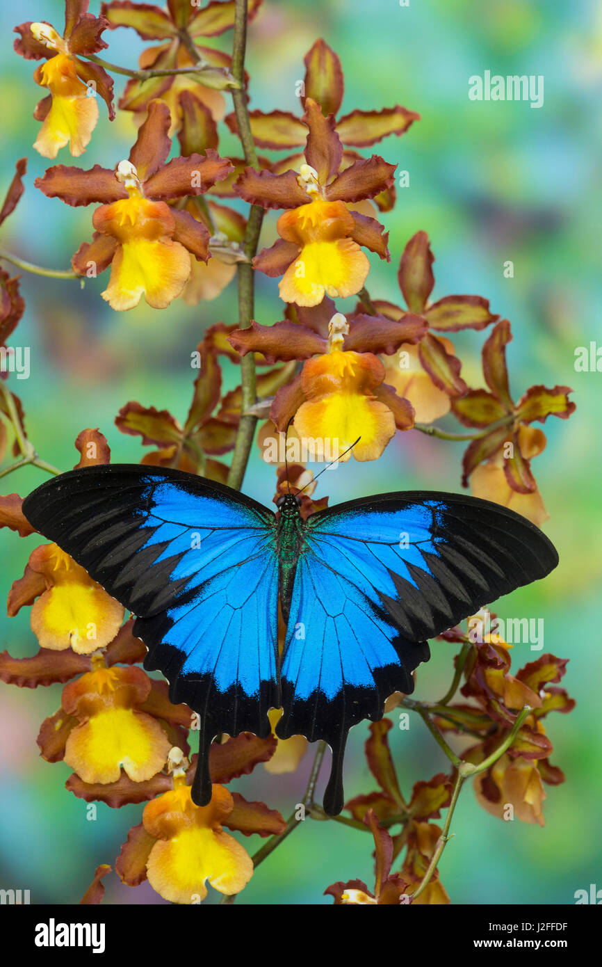 Ulysses swallowtail hi-res stock photography and images - Alamy