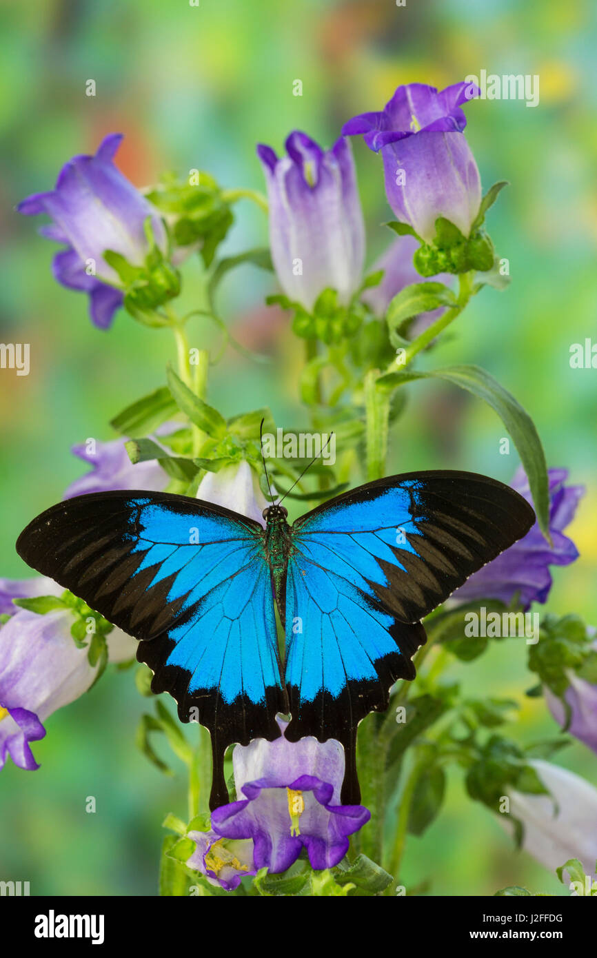 Mountain Blue Swallowtail of Australia, Papilio Ulysses Stock Photo - Alamy