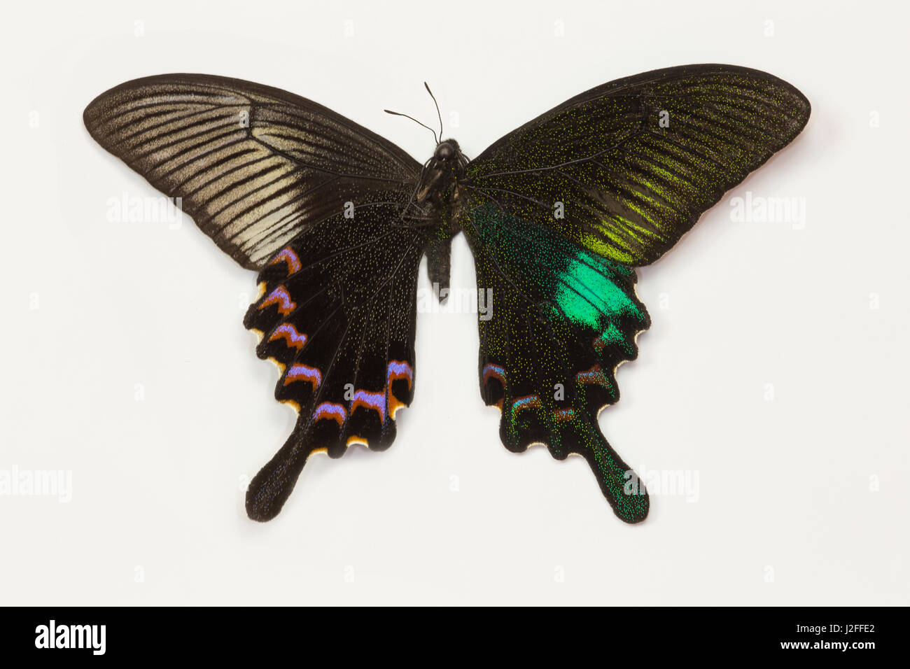 Papilio polyctor ganessa Common Peacock Swallowtail Butterfly top and ...