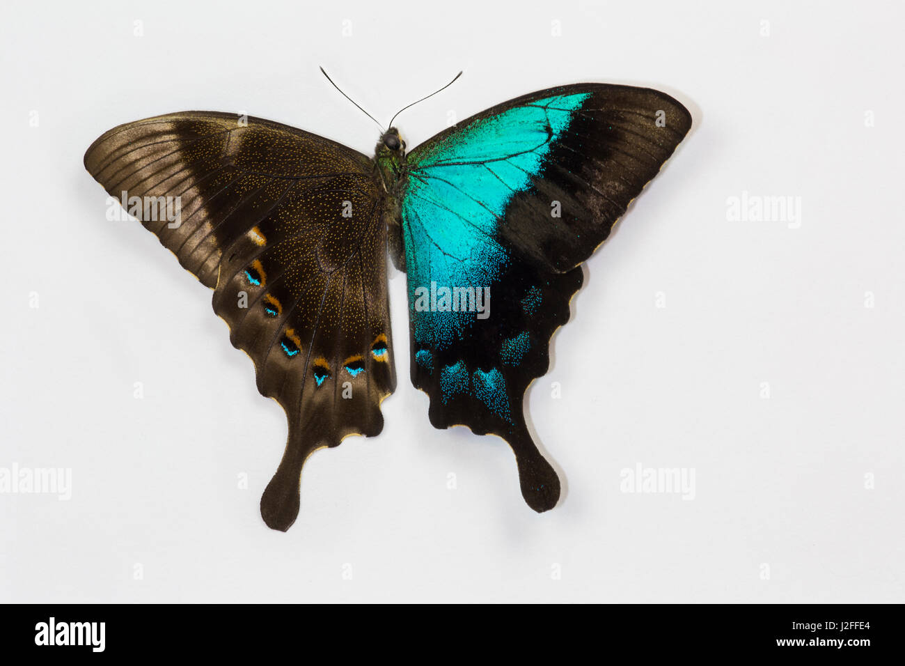 Papilio Pericles iridescence blue swallowtail butterfly Stock Photo - Alamy