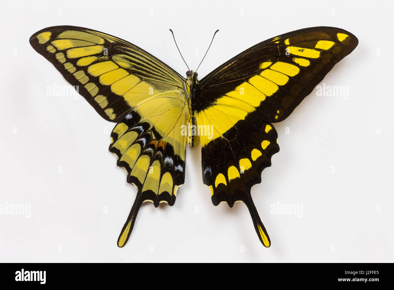 Papilio thoas cinyras male swallowtail butterfly, know as the King ...