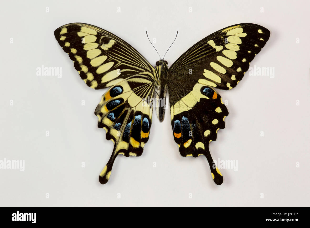 Emperor Swallowtail butterfly from Africa with Wing Comparison Top and ...