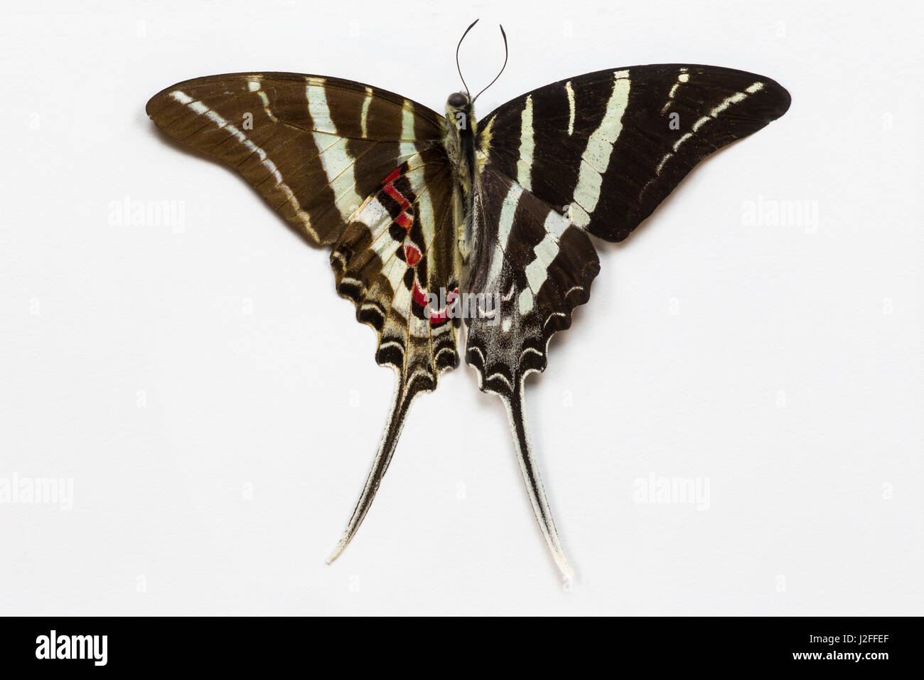 Rhesus Swallowtail Butterfly, Graphium rhesus, comparison of top and ...