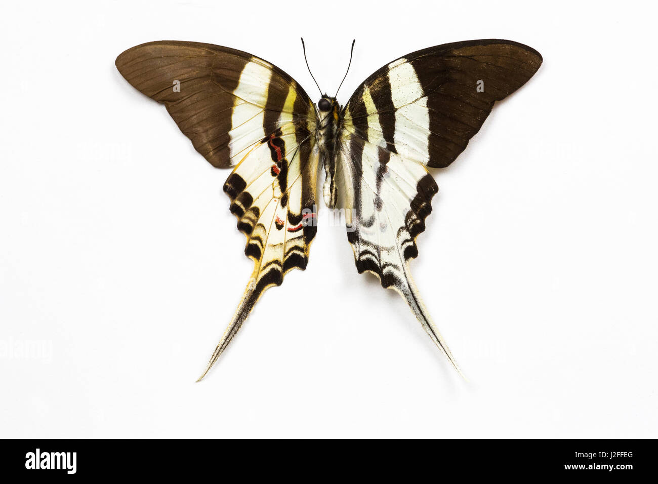 Tabitha's Swordtail (Graphium dorcus butungensis) is a swallowtail ...