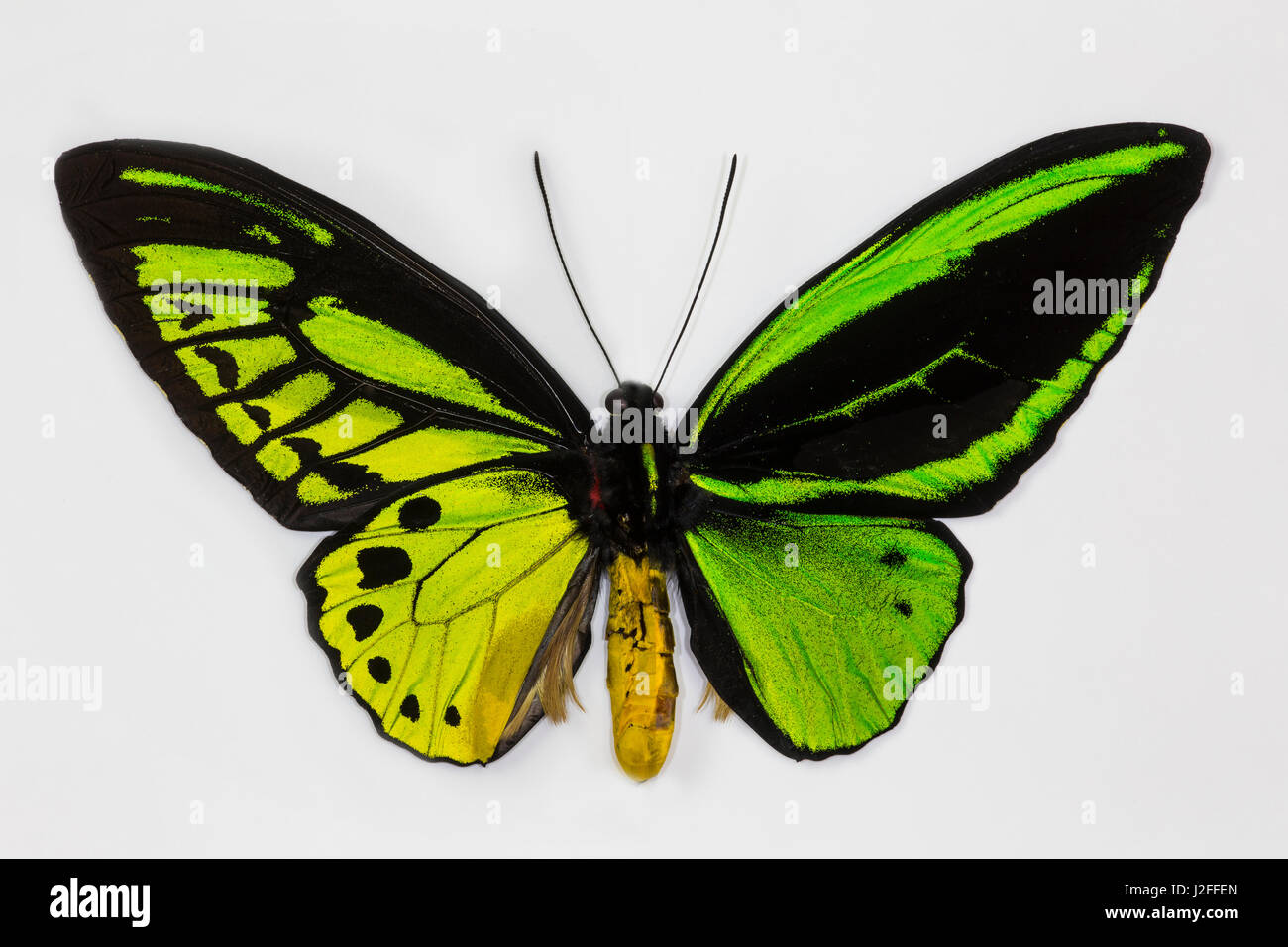 Common green birdwing ornithoptera priamus hi-res stock photography and ...