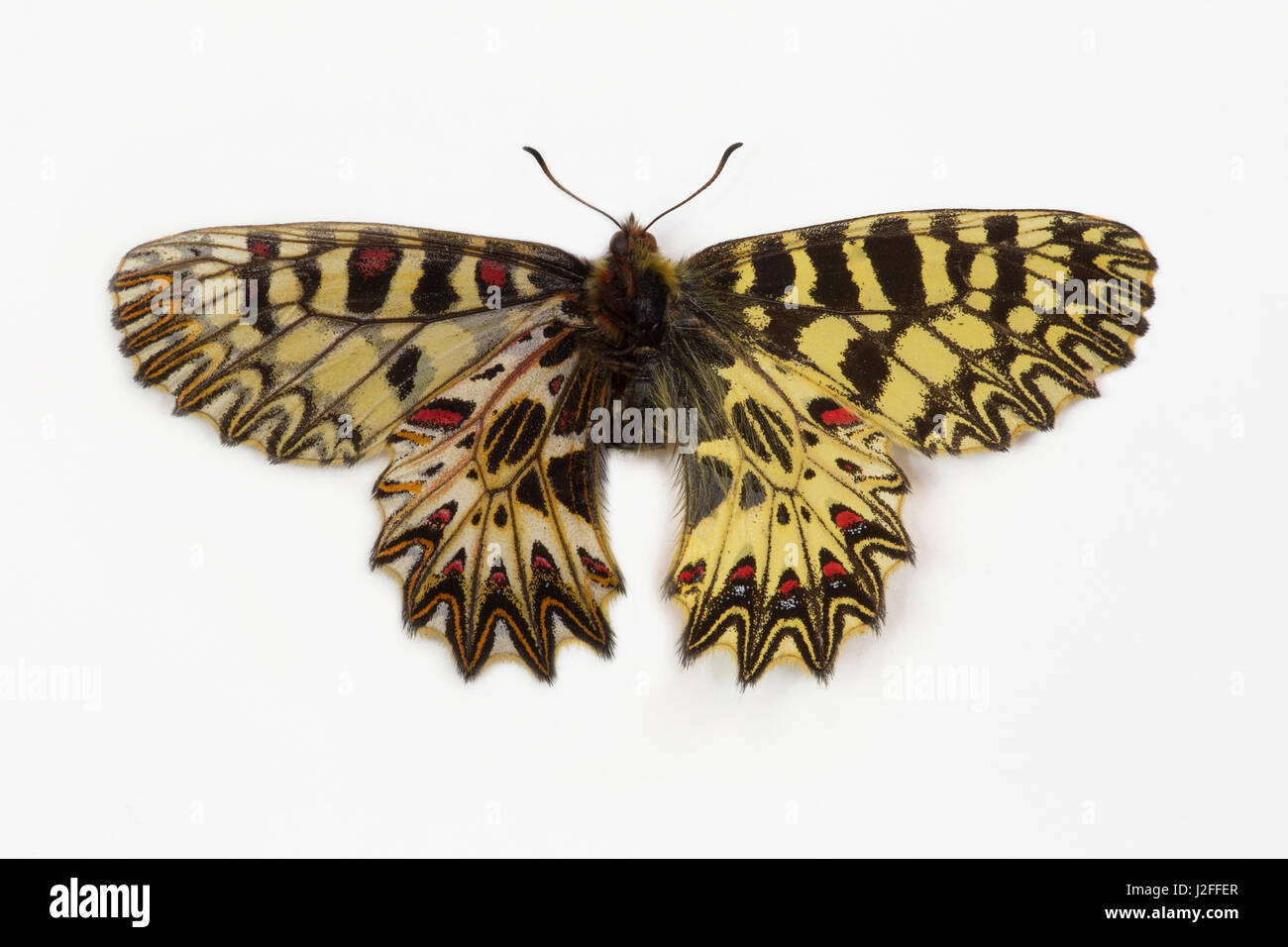 Southern Festoon Butterfly comparing wing top and bottom Stock Photo ...
