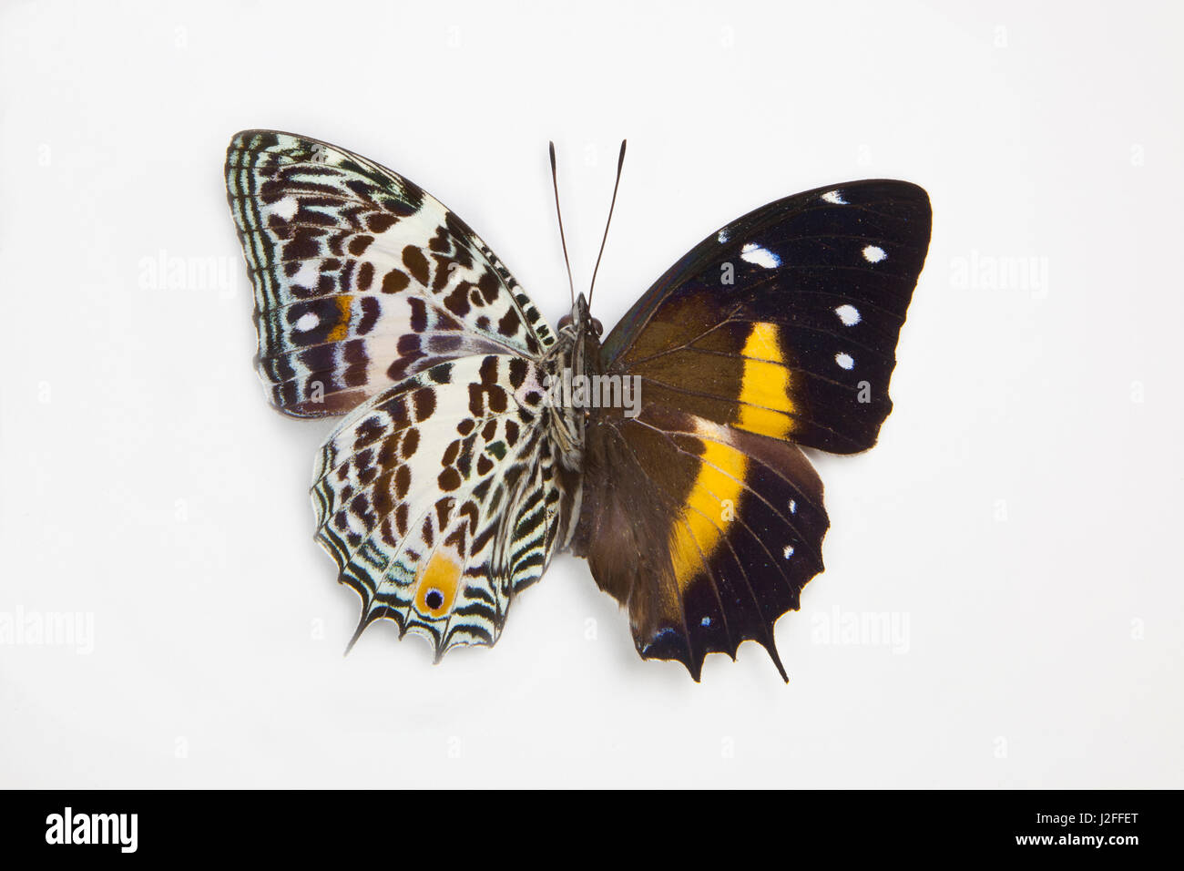 Leopard spotted beauty butterfly hi-res stock photography and images ...