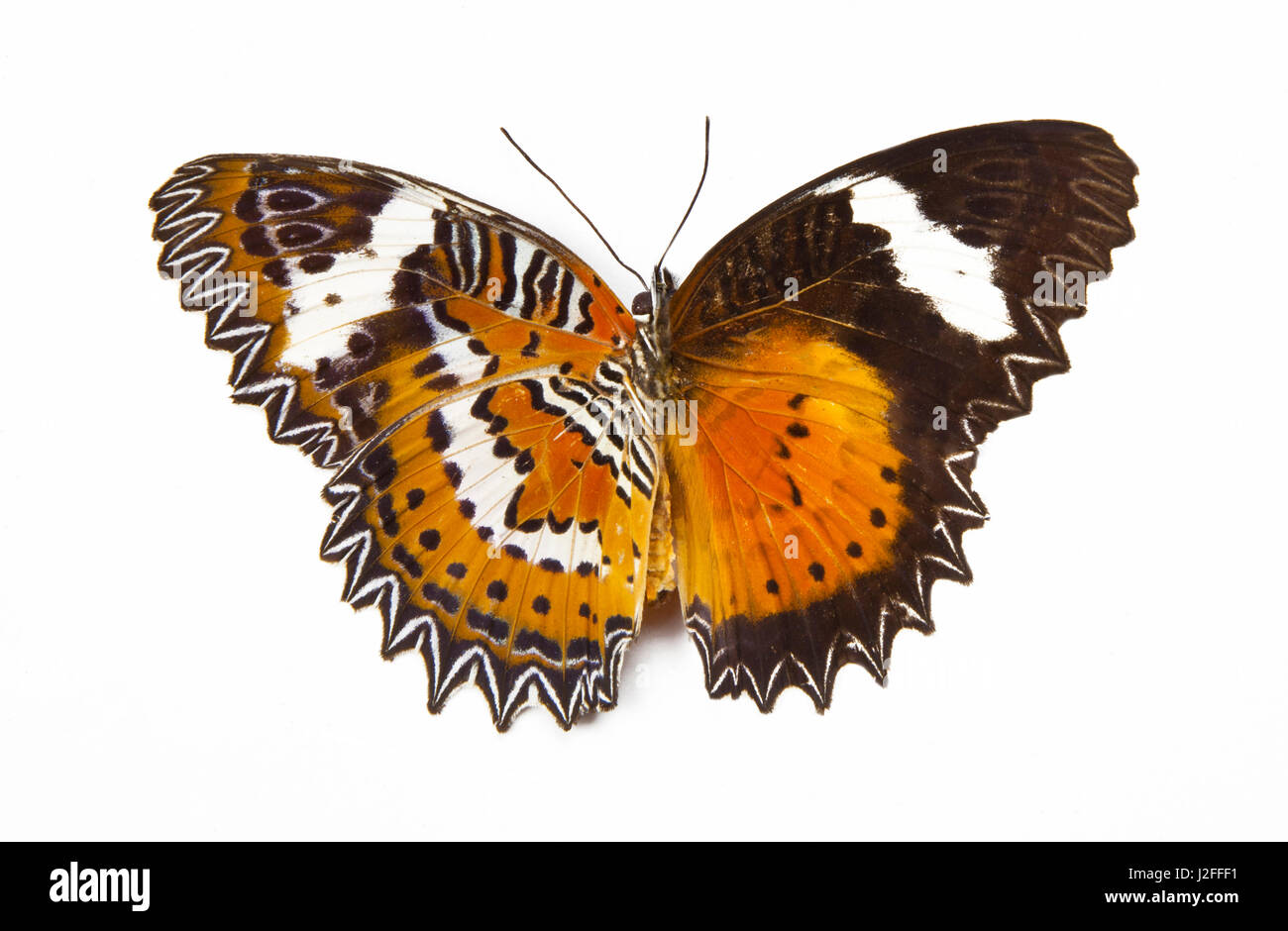 The Leopard Lacewing Butterfly, Cethosia cyane comparing the topside ...