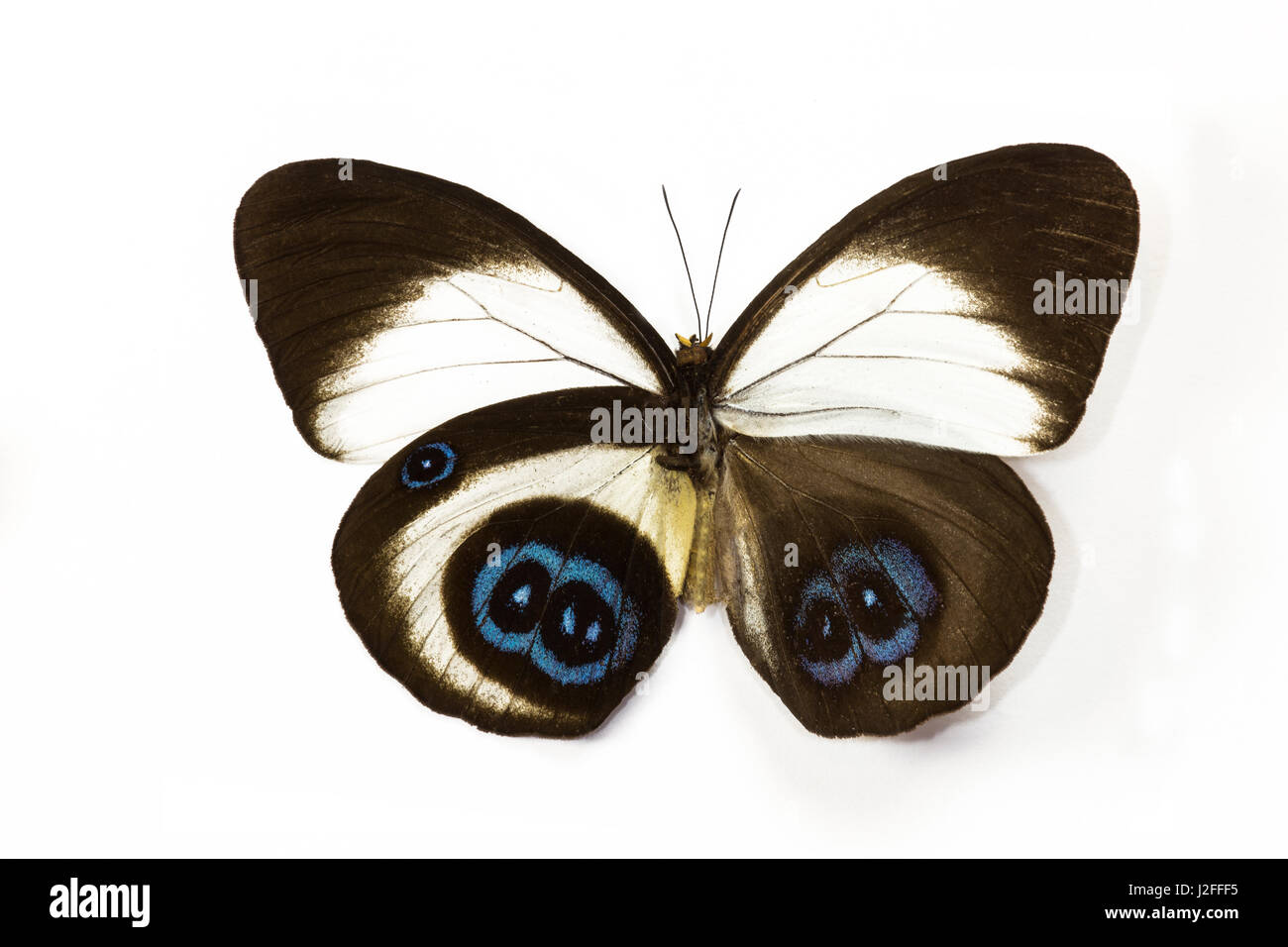 Taenaris bioculatus wing detail topside and underside of wing Stock ...