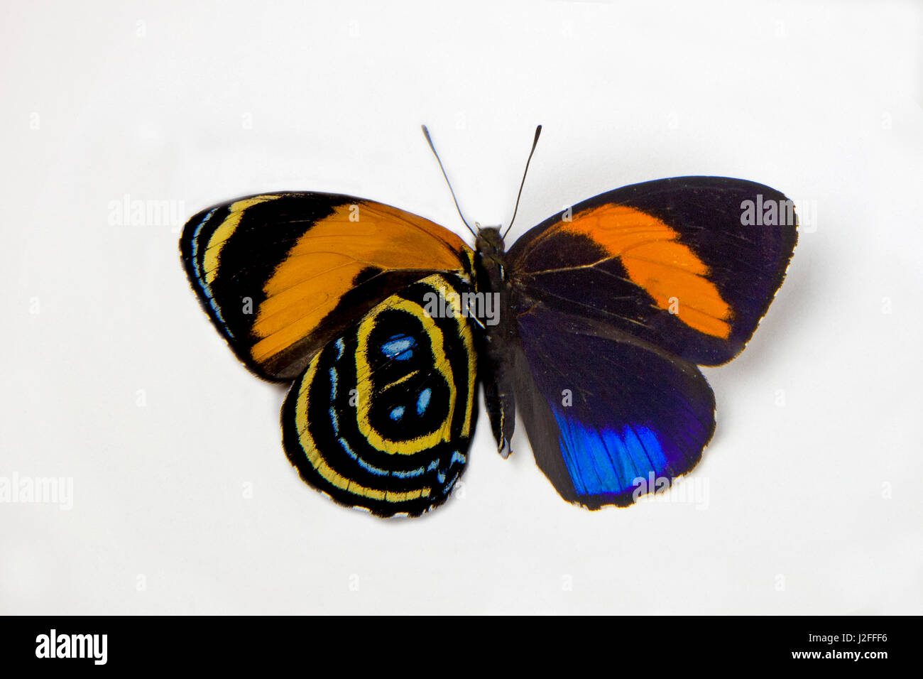 Callicore pastazza hi-res stock photography and images - Alamy