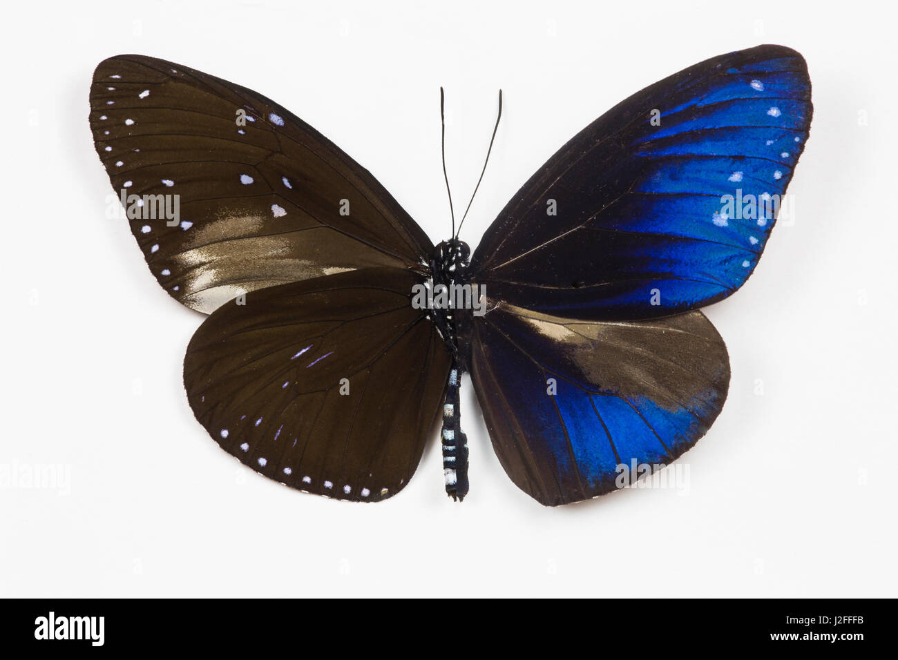 Butterfly The Striped Blue Crow High Resolution Stock Photography and ...