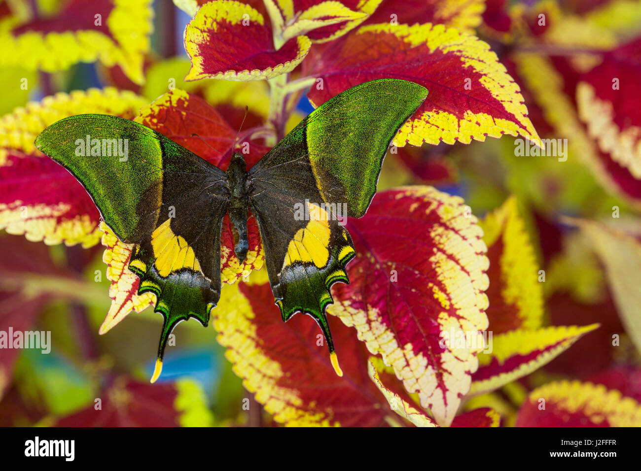 Kaiser-i-Hind or Emperor of India Butterfly, Teinopalpus imperialis ...