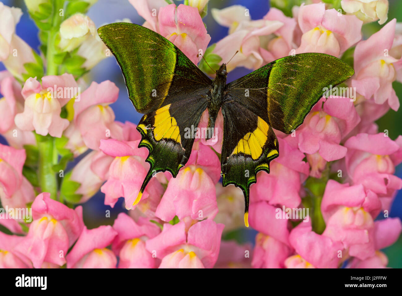 Kaiser-i-Hind or Emperor of India Butterfly, Teinopalpus imperialis ...