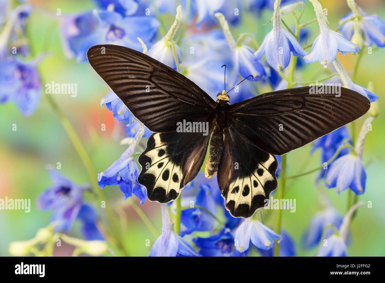 Priapus Batwing Swallowtail Butterfly from S.E. Asia, Atrophaneura ...