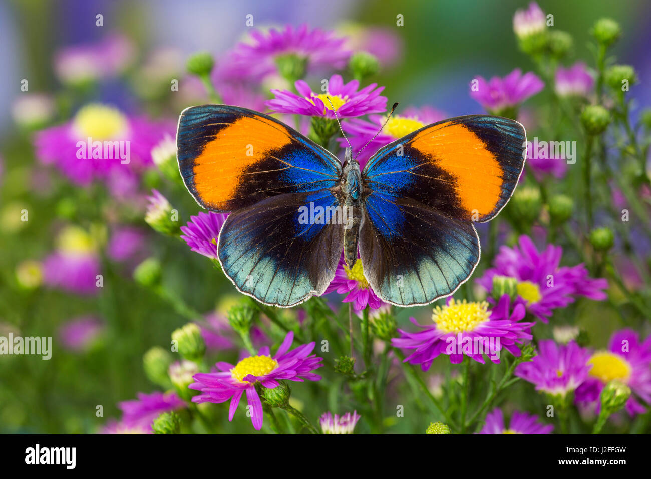 The star sapphire butterfly, callithea sapphira Stock Photo - Alamy