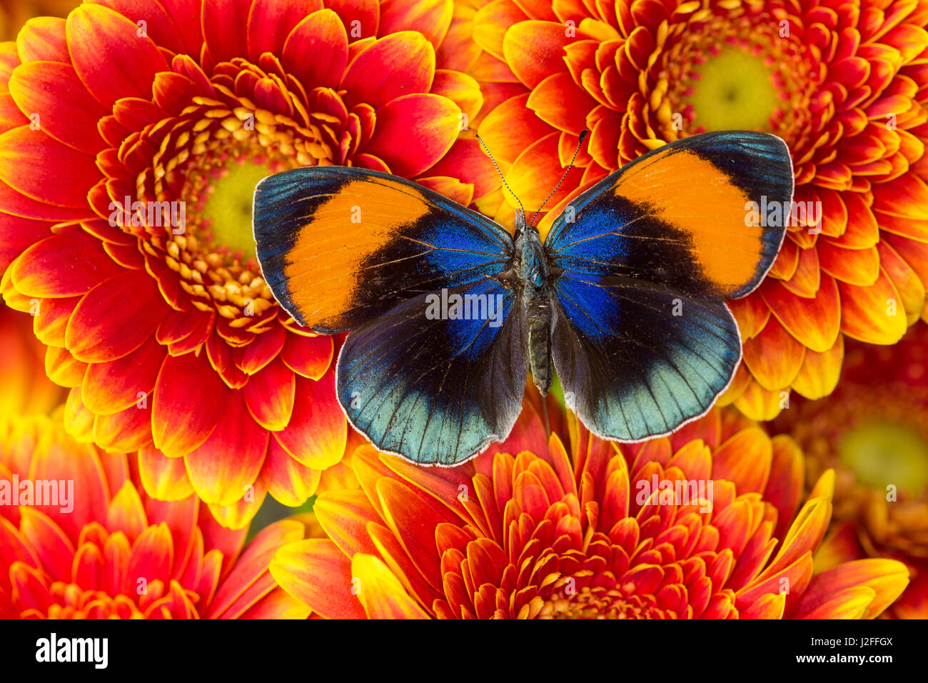 The star sapphire butterfly, callithea sapphira Stock Photo - Alamy