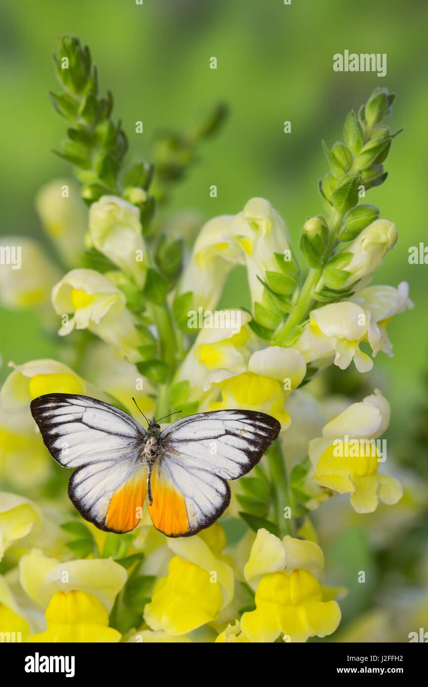 Cepora judith malaya hi-res stock photography and images - Alamy