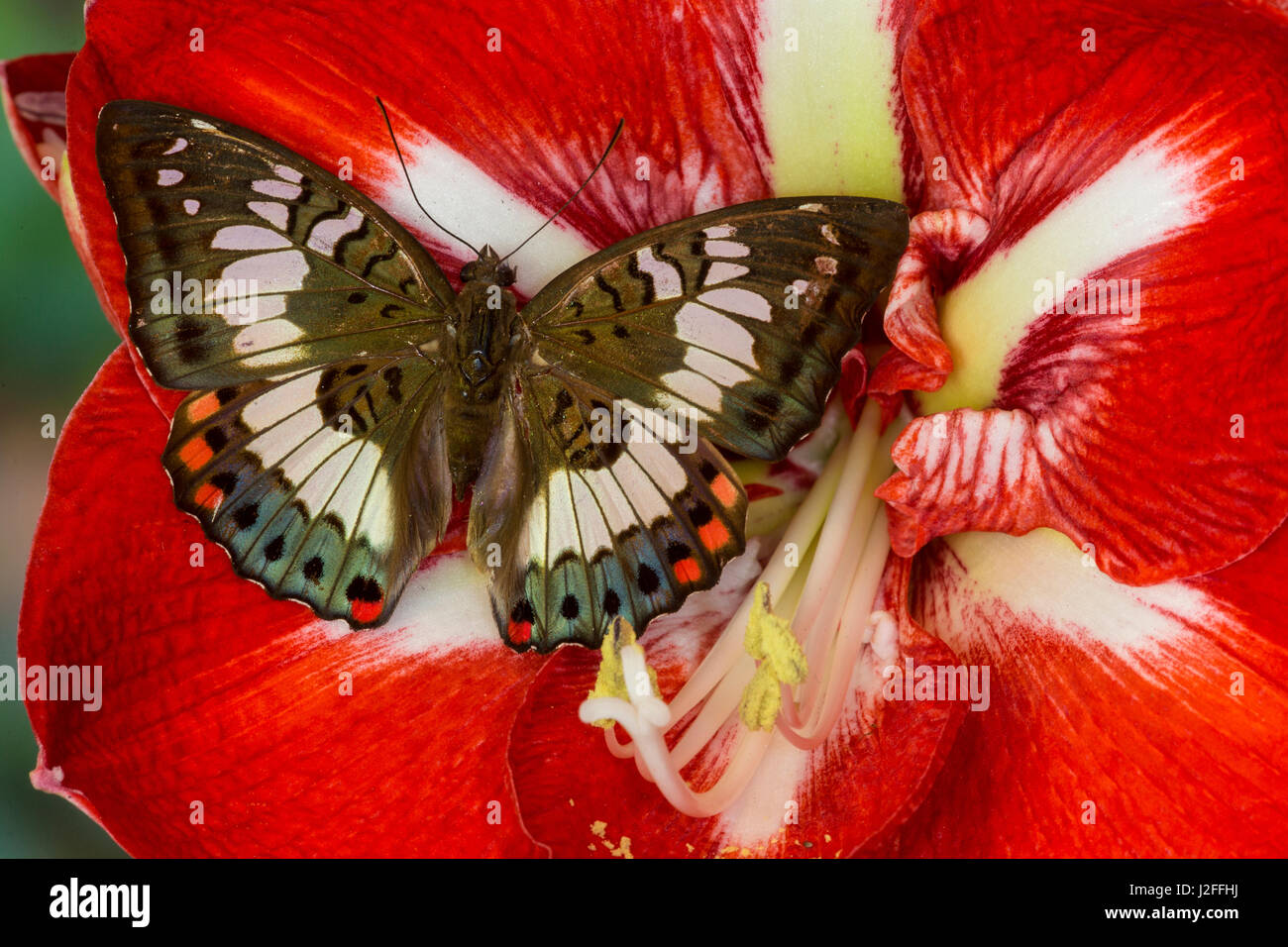 Euthalia adonia hi-res stock photography and images - Alamy