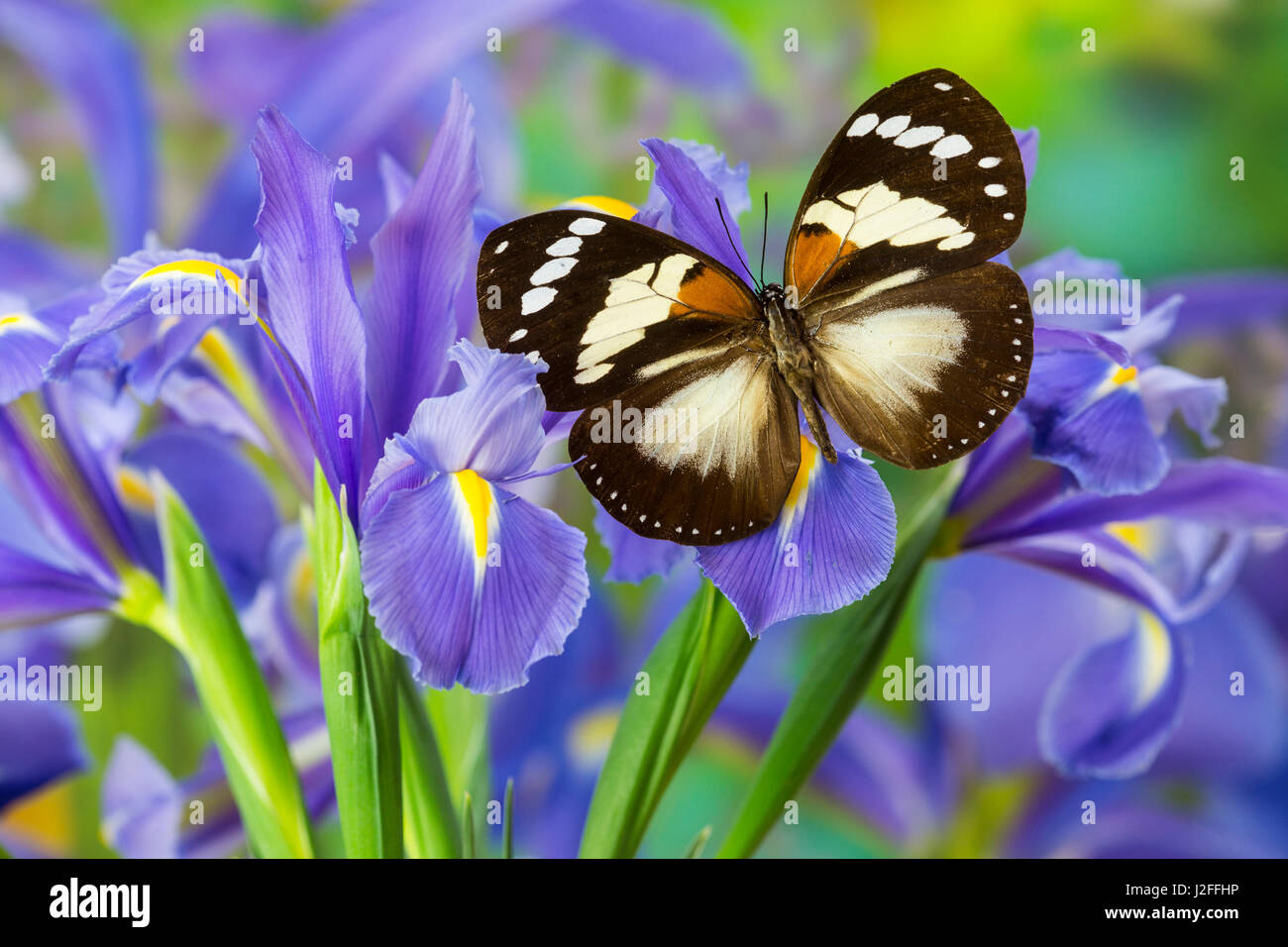 Trajan's Forest Queen Butterfly, Euxanthe trajanus Stock Photo - Alamy