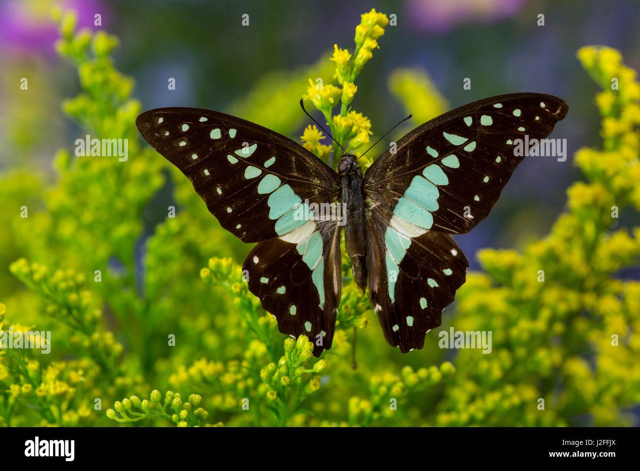 The Lesser Jay Butterfly, Graphium evemon orthia Stock Photo - Alamy
