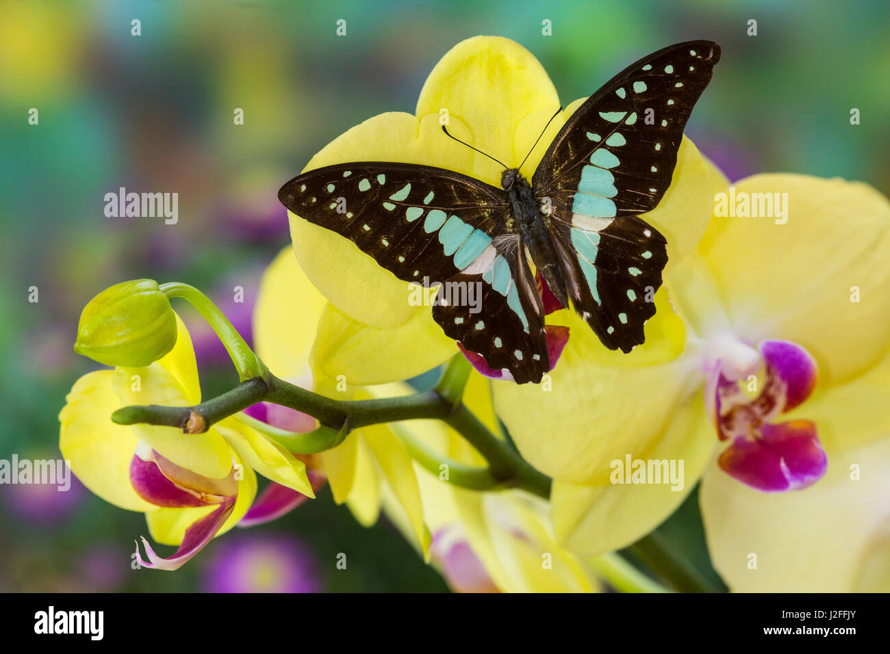 The Lesser Jay Butterfly, Graphium evemon orthia Stock Photo - Alamy